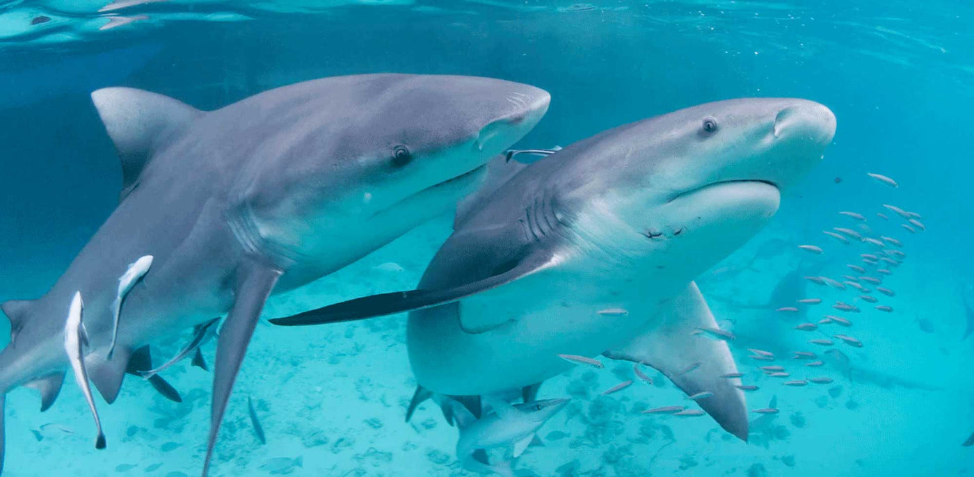 How to Avoid a Shark Attack - Shark Safety Guide