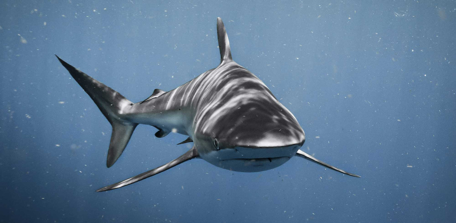 How to Avoid a Shark Attack - Shark Safety Guide