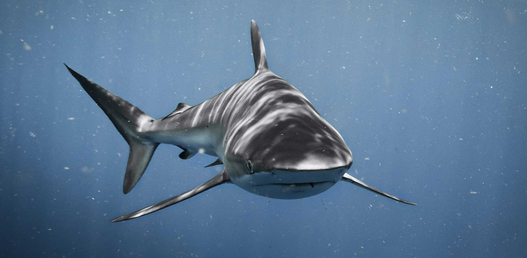 How to Avoid a Shark Attack - Shark Safety Guide