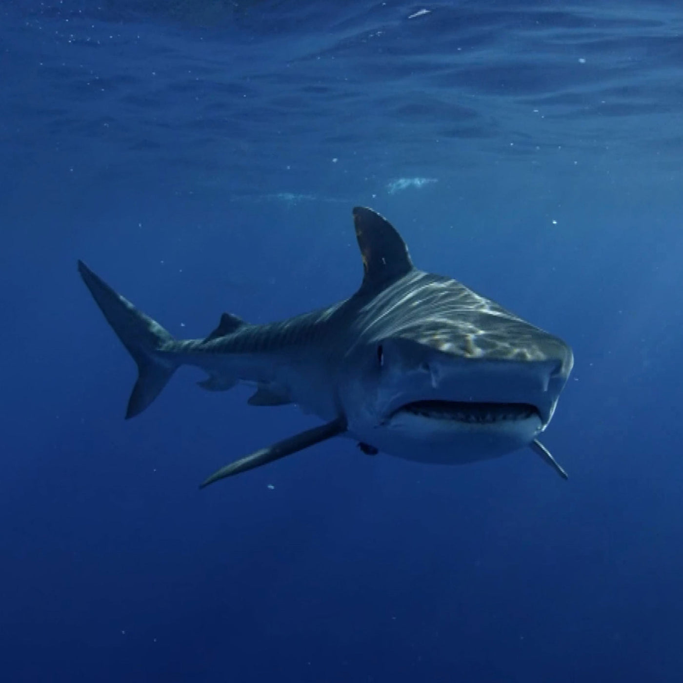 How to Avoid a Shark Attack - Shark Safety Guide