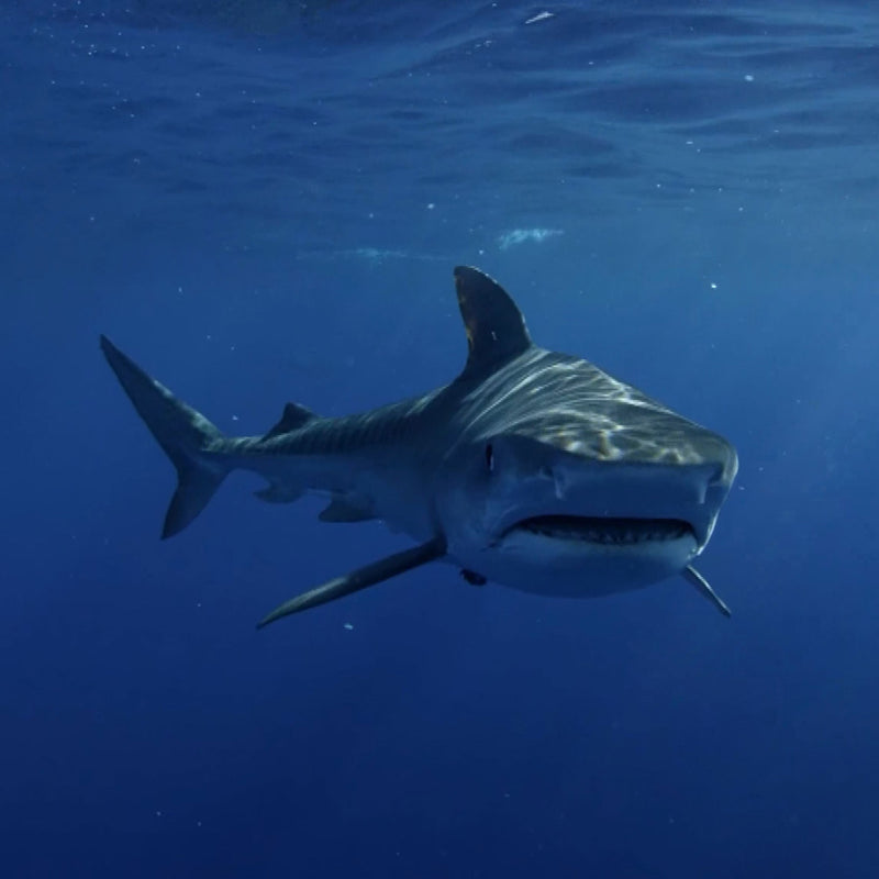 How to Avoid a Shark Attack - Shark Safety Guide
