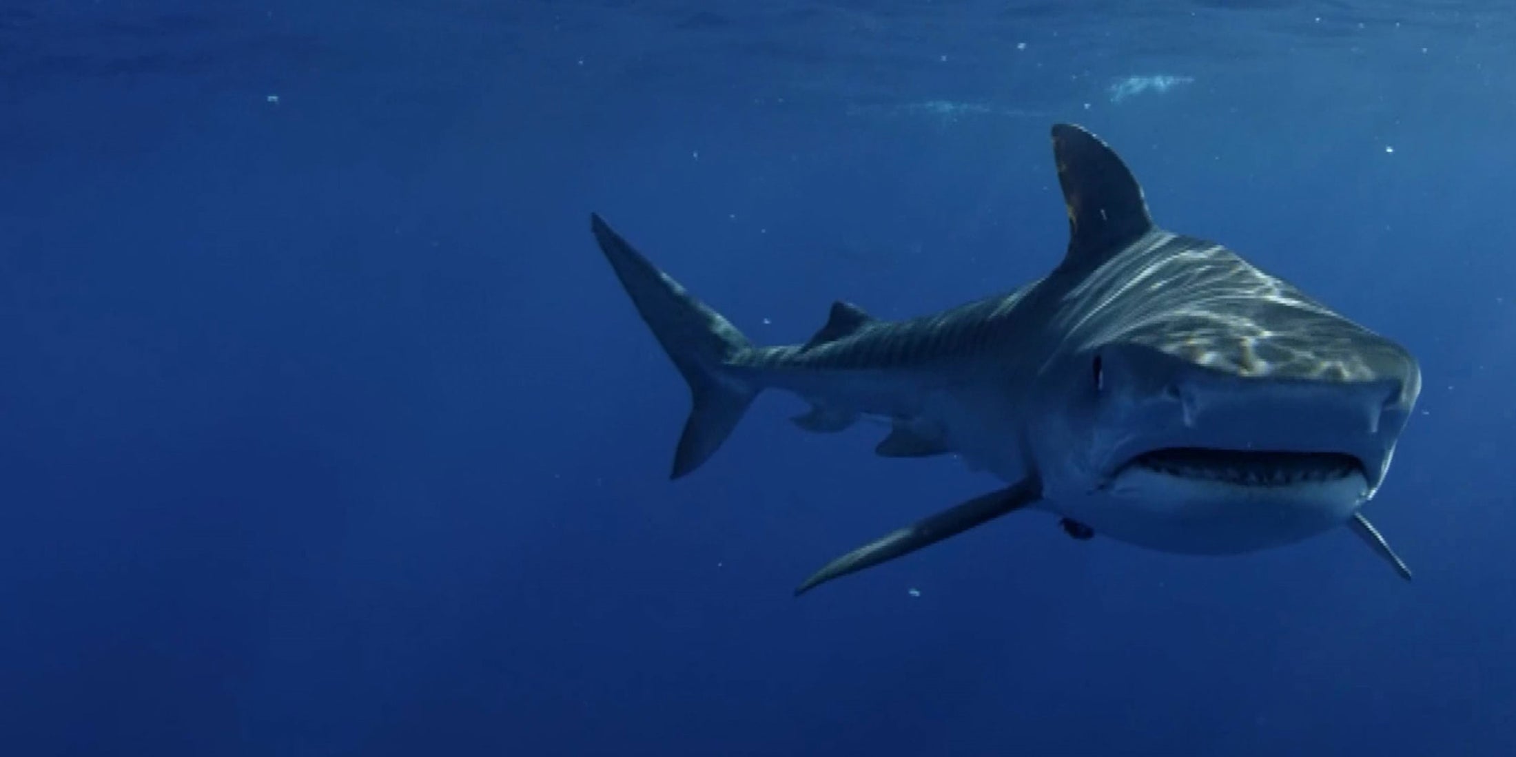 How to Avoid a Shark Attack - Shark Safety Guide