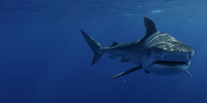 How to Avoid a Shark Attack - Shark Safety Guide