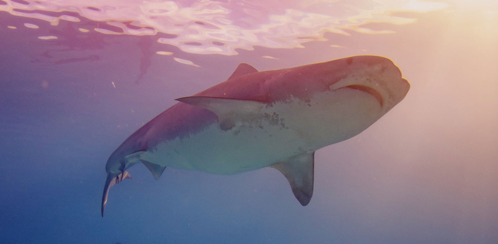 How to Avoid a Shark Attack - Shark Safety Guide